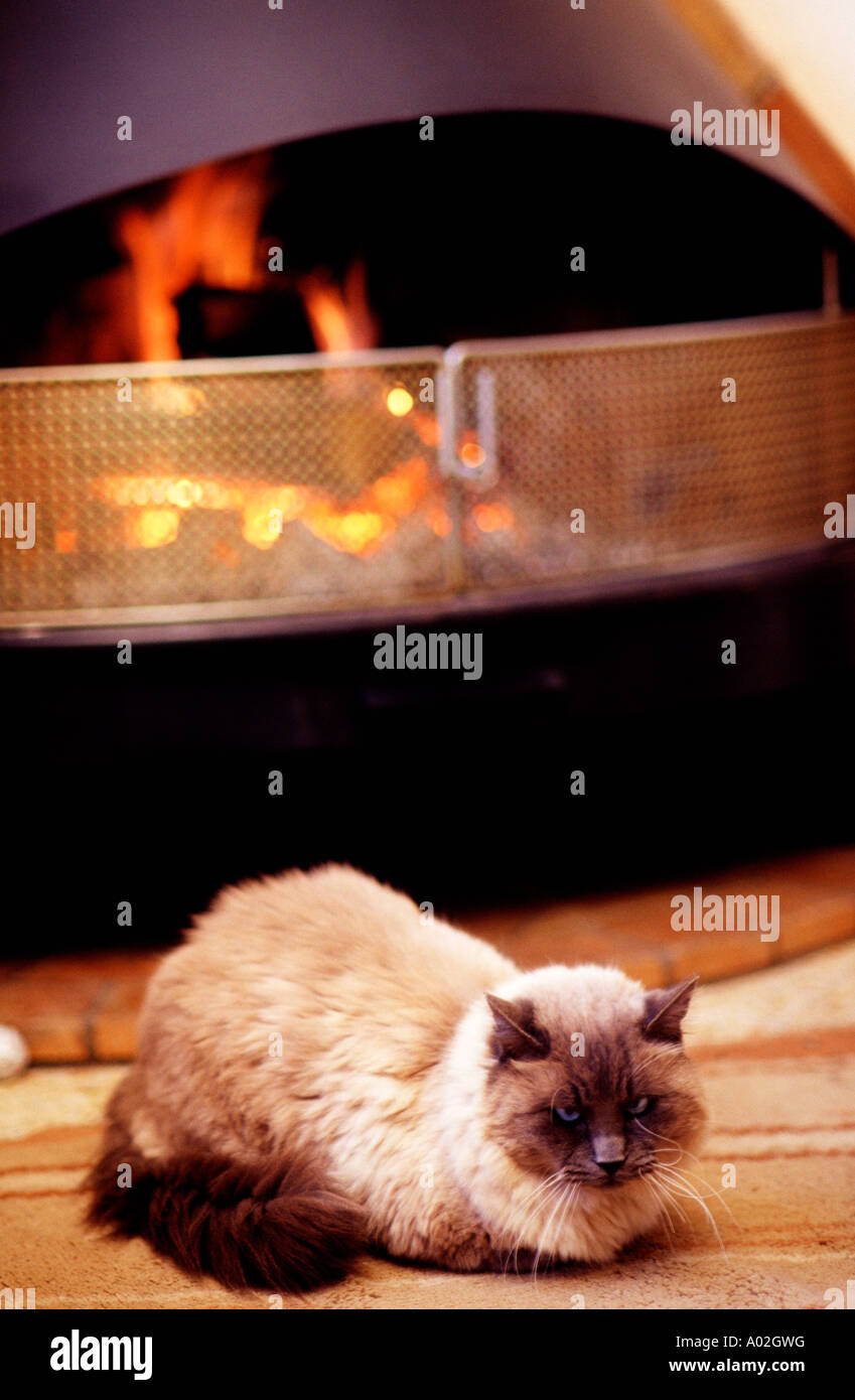 Cat in front fireplace hi-res stock photography and images - Alamy