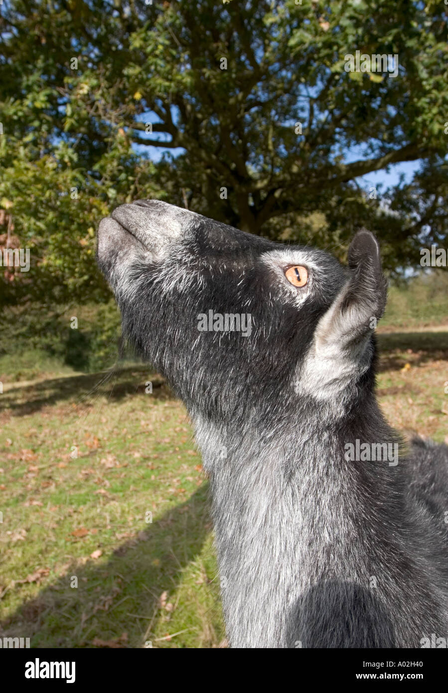 Goat field animal head hi-res stock photography and images - Alamy