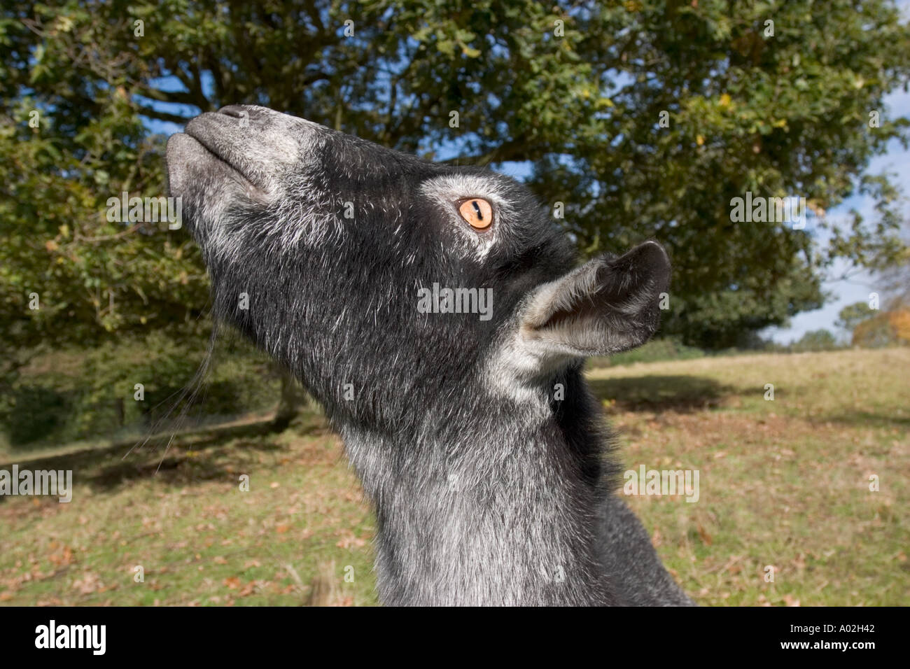 Farm portrait hi-res stock photography and images - Alamy