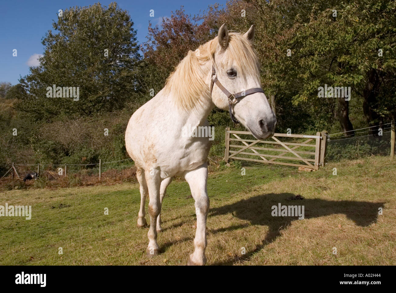 White horse field hi-res stock photography and images - Alamy