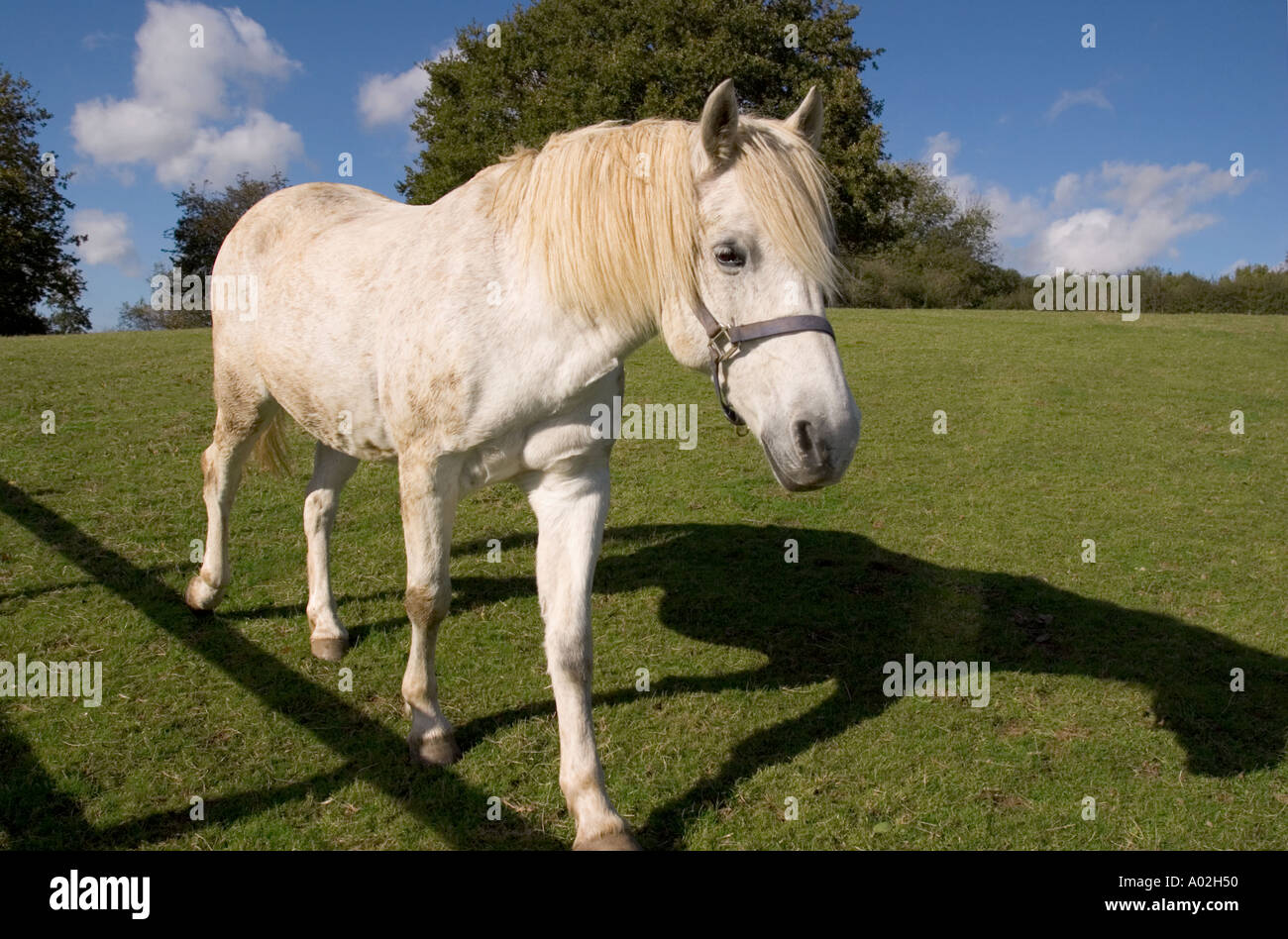White Horse in Field Suffolk UK Stock Photo - Alamy