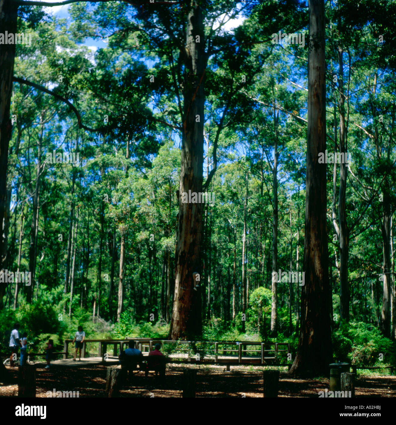 Pemberton Gloucester Tree High Resolution Stock Photography and Images ...