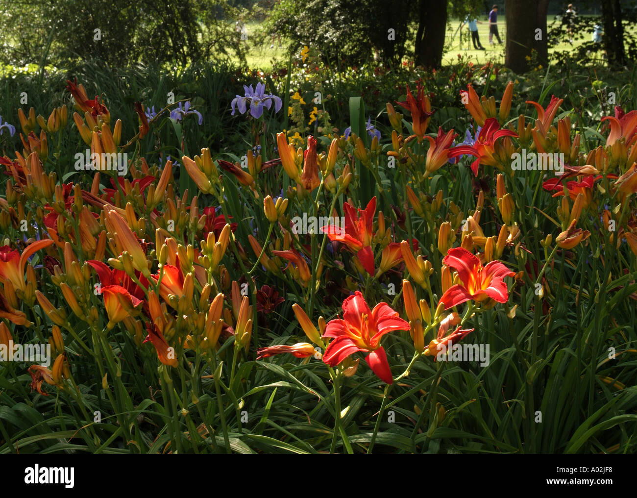 Oxford botanic garden plants hi-res stock photography and images - Alamy