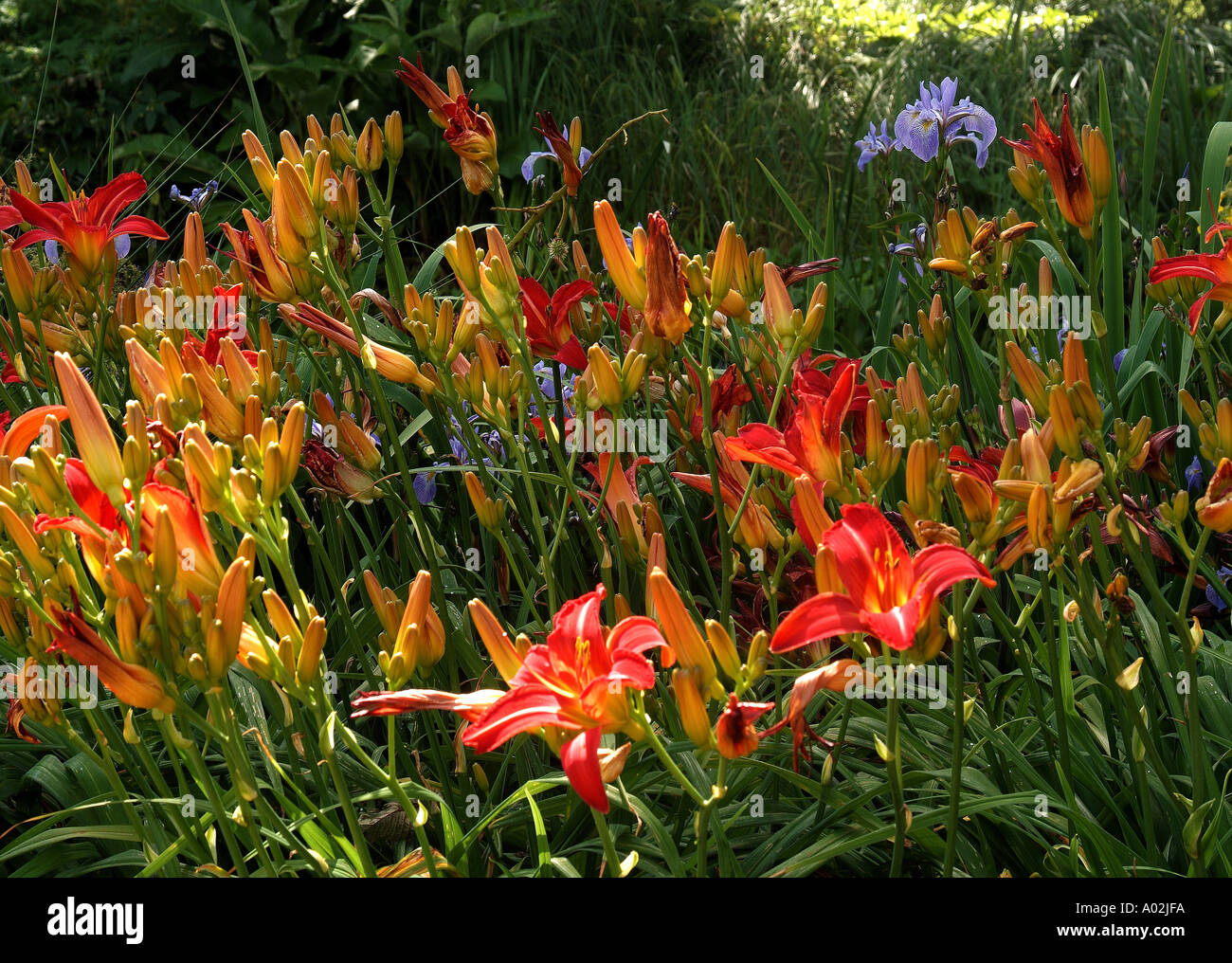 Oxford botanic garden plants hi-res stock photography and images - Alamy