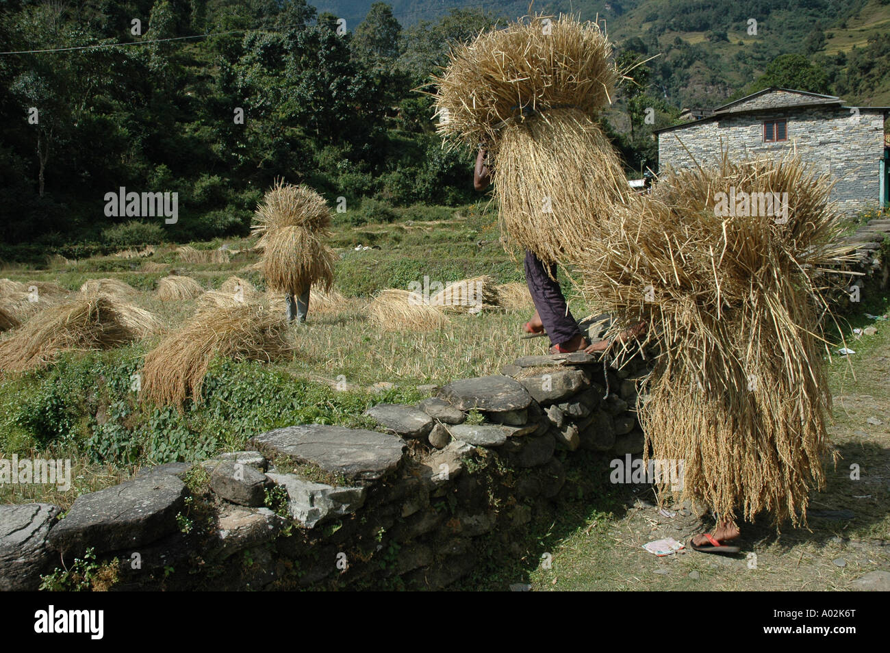 Nepalese farmers harvesting hay Stock Photo - Alamy
