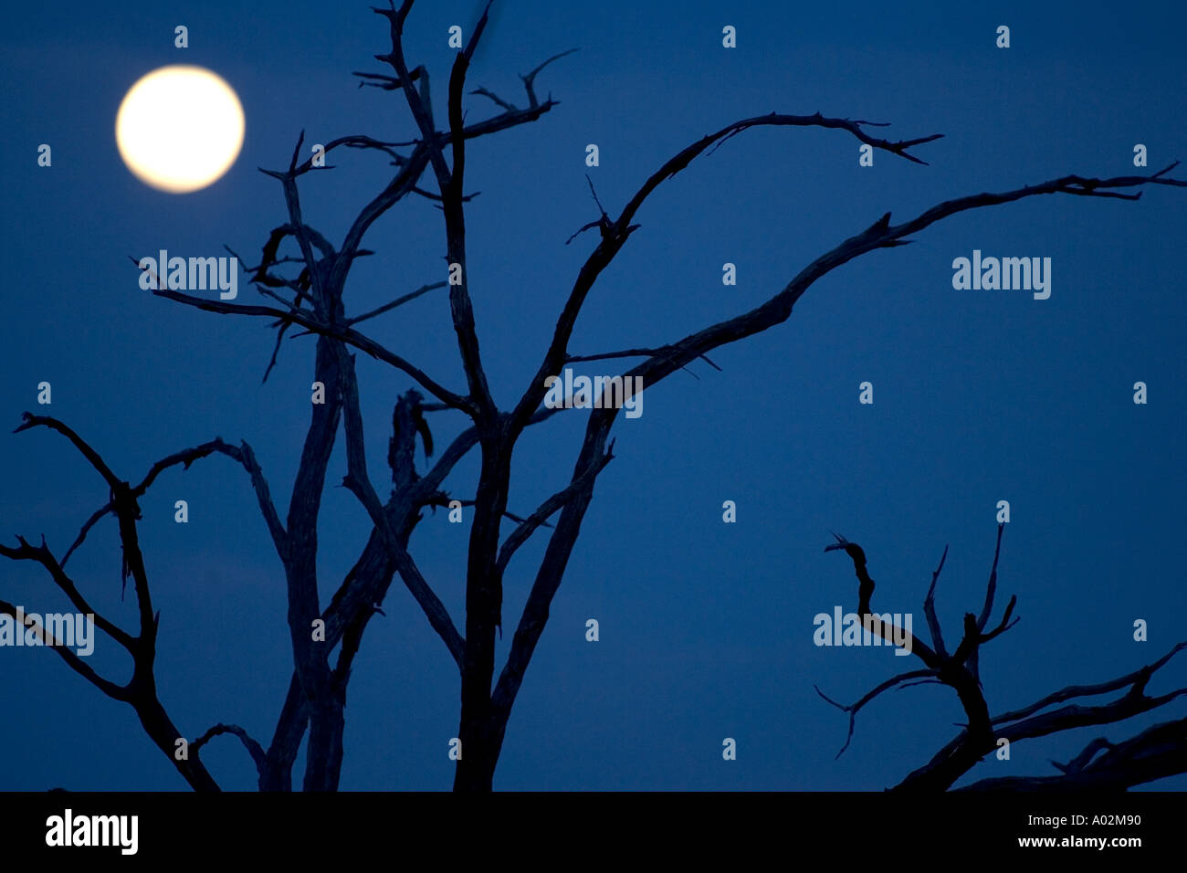 Full moon and dead trees Moremi Reserve Botswana Africa Stock Photo - Alamy