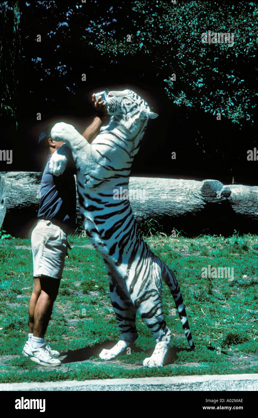 White Bengal Tiger drinking milk given to it by trainer at Marine World ...
