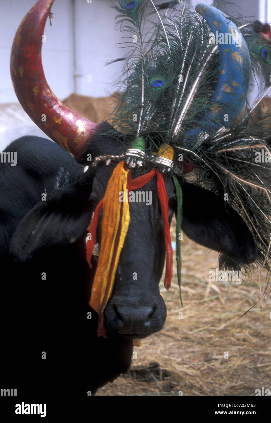 Sacred cow in nepal hi-res stock photography and images - Alamy