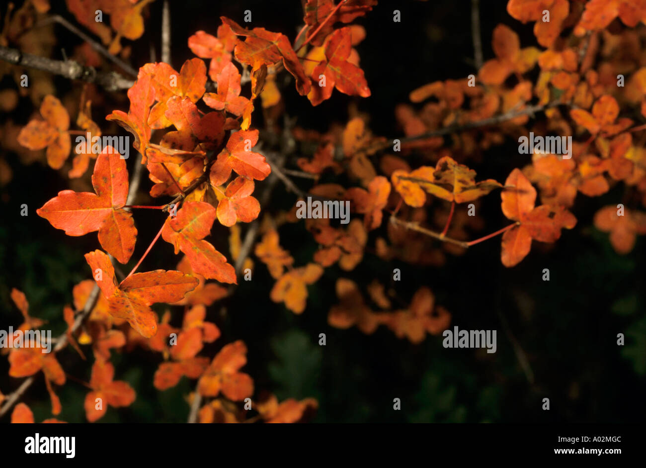 Colorful autumn leaves, Sainte-Baume, Provence, France Stock Photo - Alamy