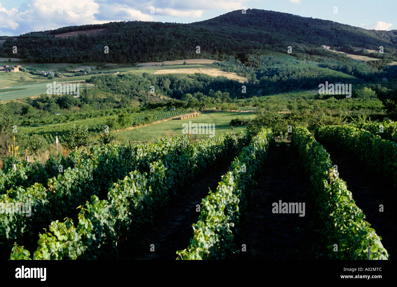 Rhone valley france river vineyard hi-res stock photography and images ...