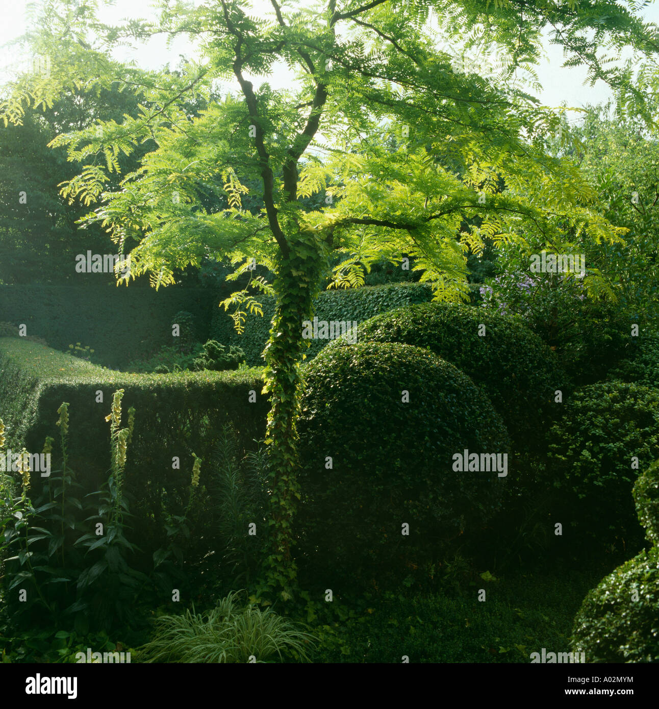 Robinia frisia hi-res stock photography and images - Alamy