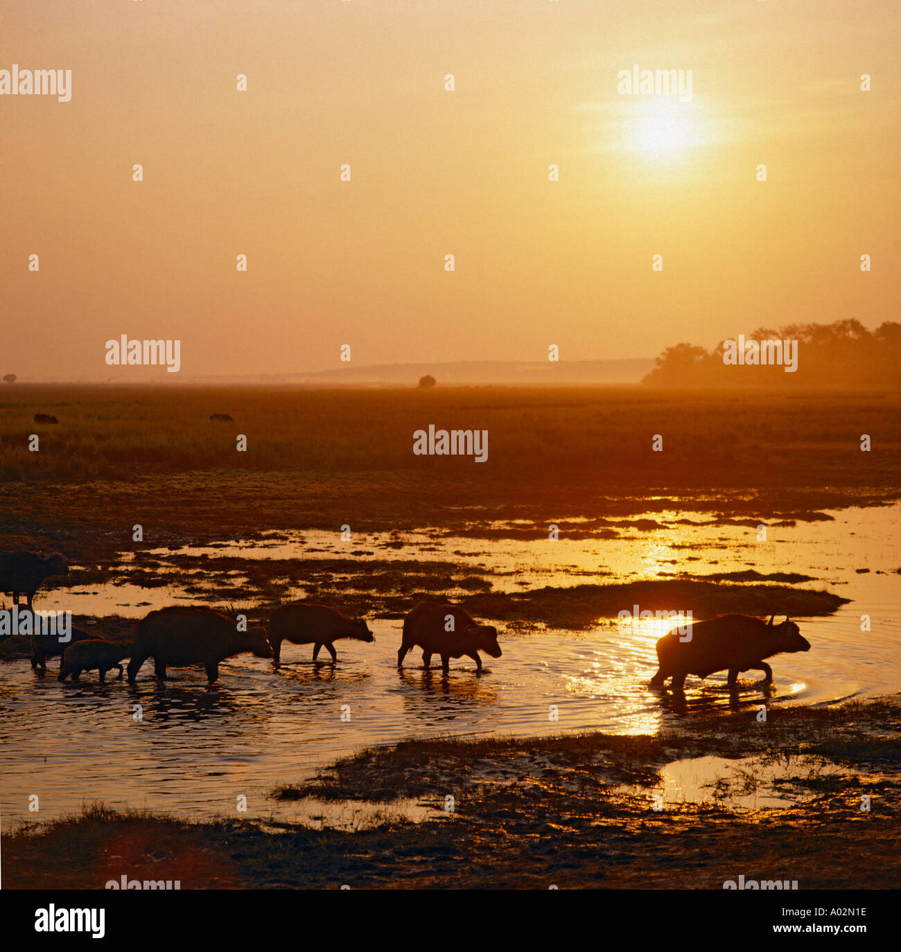 Buffalo wading across marsh plains water near The Chobe River in ...