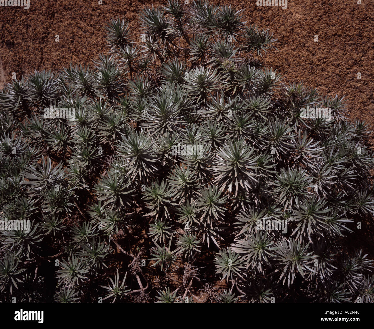 Spiky Shrub High Resolution Stock Photography and Images - Alamy