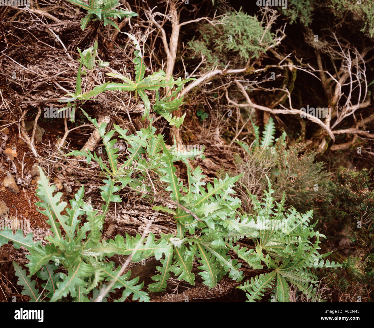 Fern bracken and lichens in the Garajonay National Park La Gomera ...