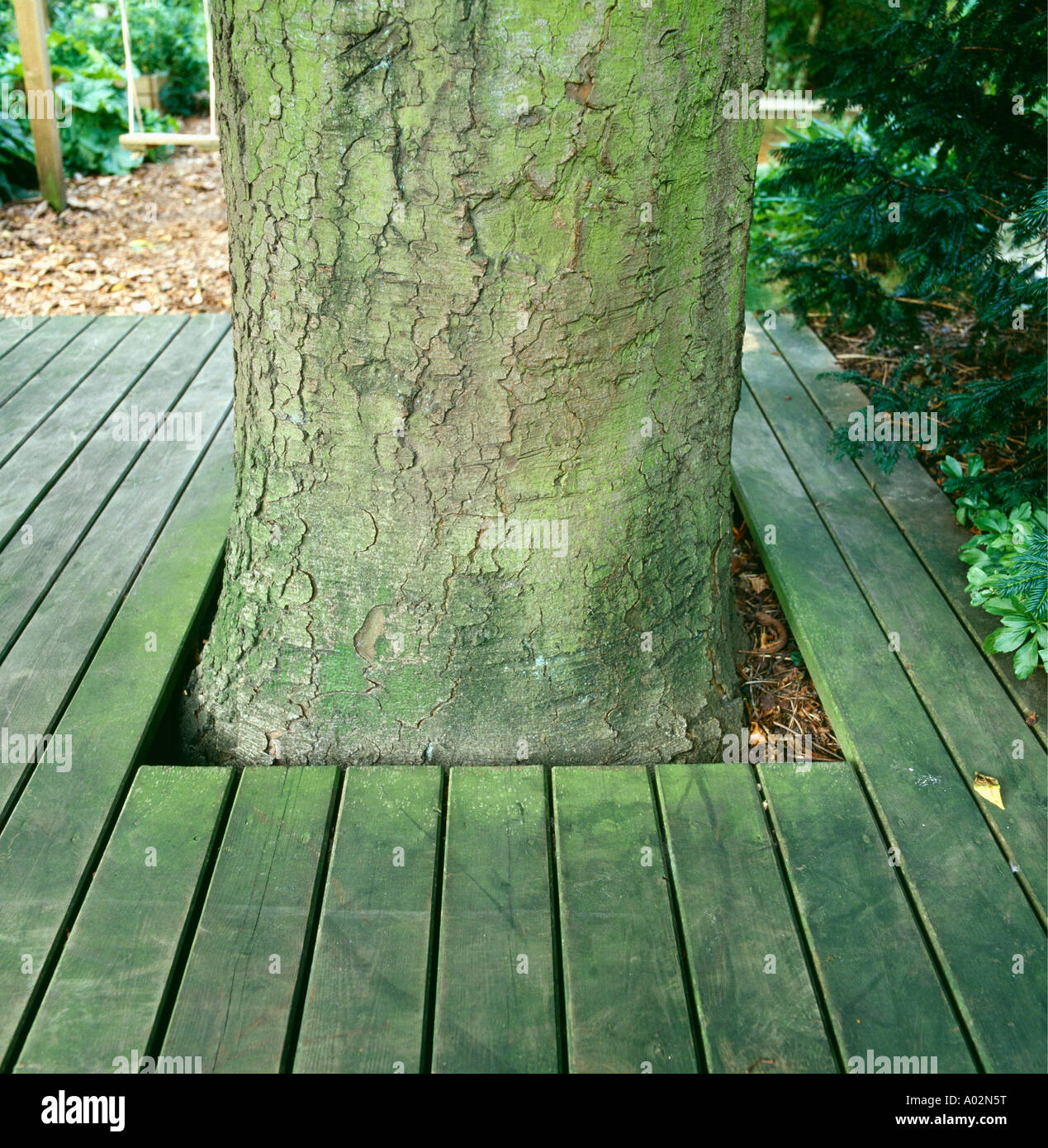 Decking around tree hi-res stock photography and images - Alamy