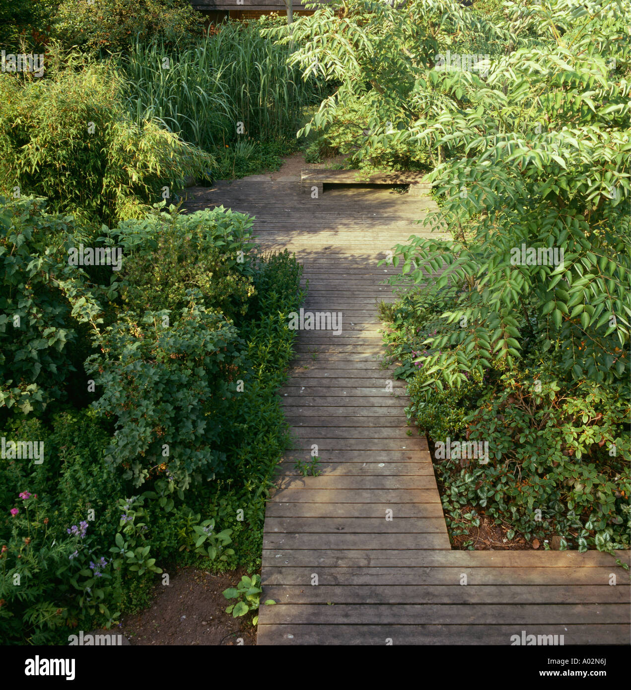 Decking path through green shrubs in country garden Stock Photo - Alamy
