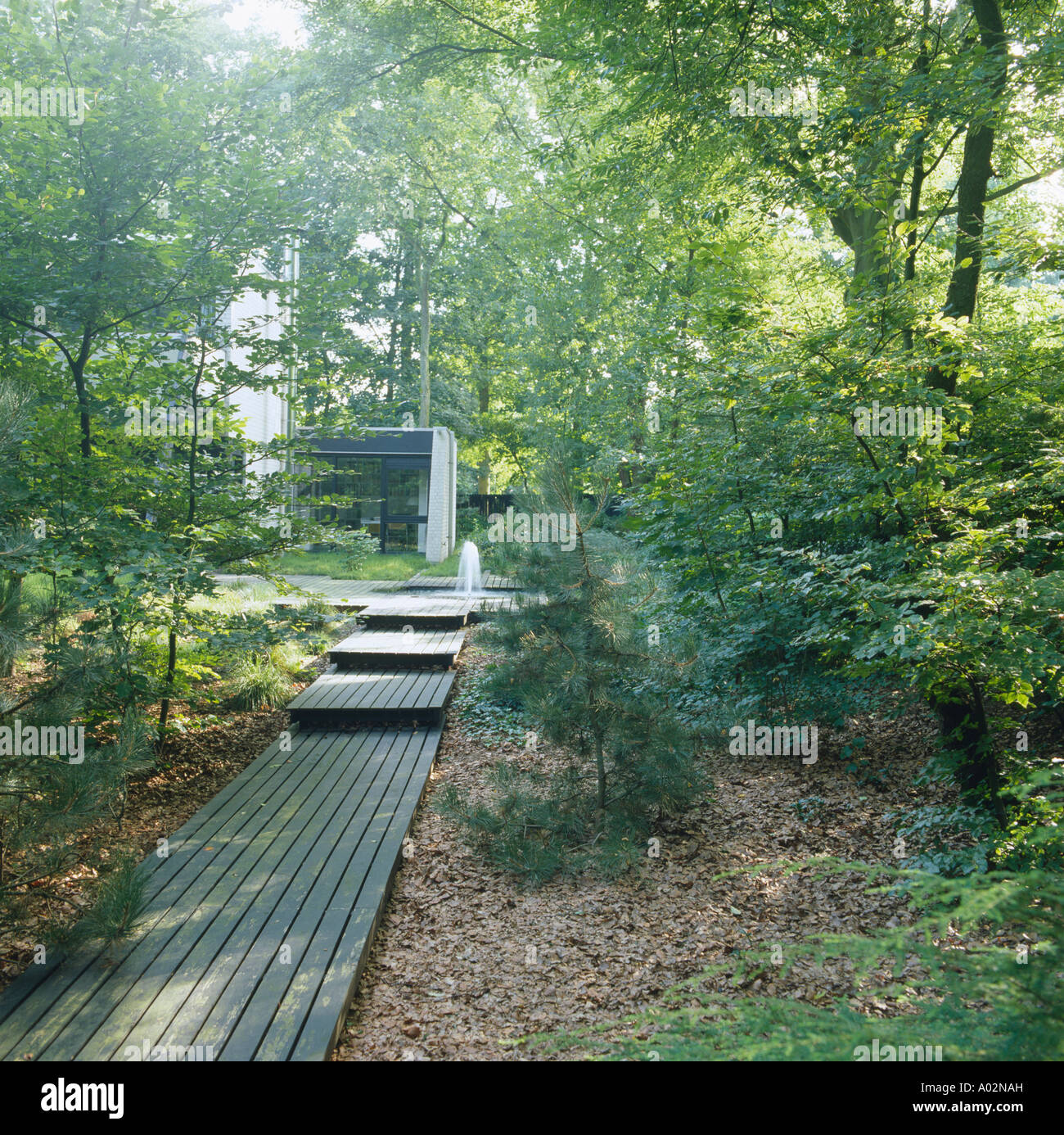 Wooden decking path and steps through woodland Stock Photo - Alamy