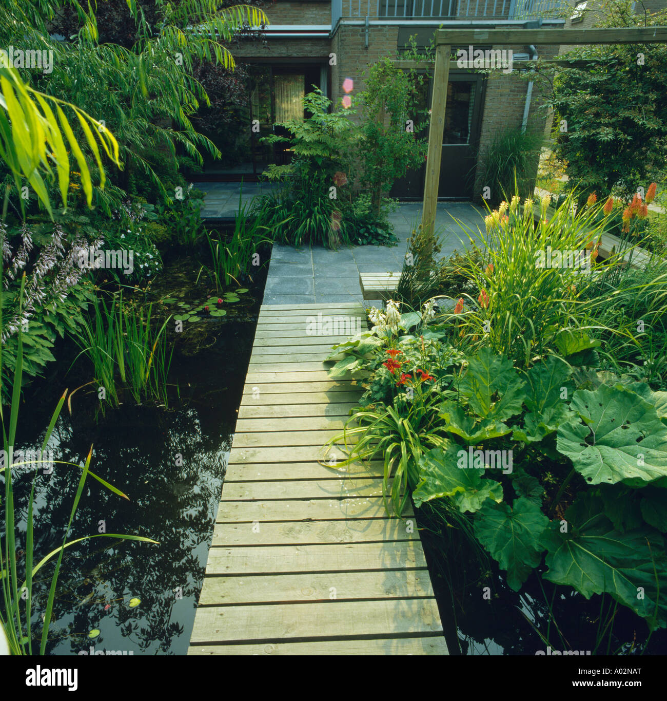 Decking path over pond planted with gunnera in garden of modern ...