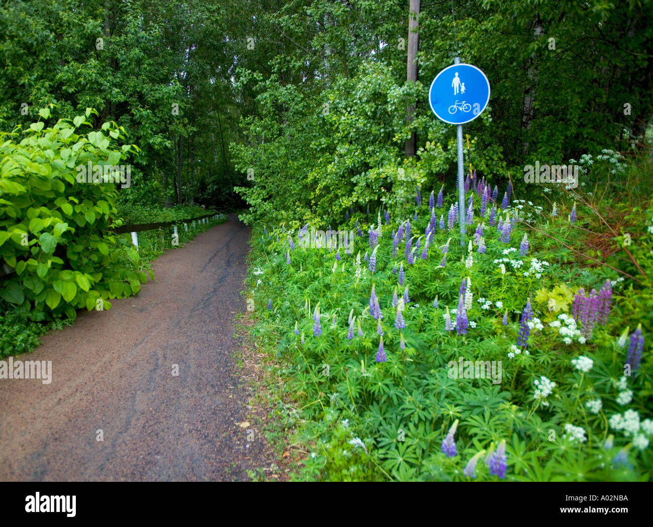 Flowers Along a walking Path near Torsby in Varmland County Sweden ...