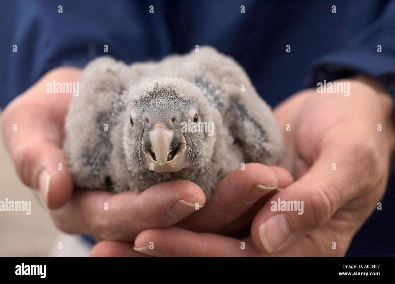 Burrowing parrot (Cyanoliseus patagonus patagonus) three weeks old ...