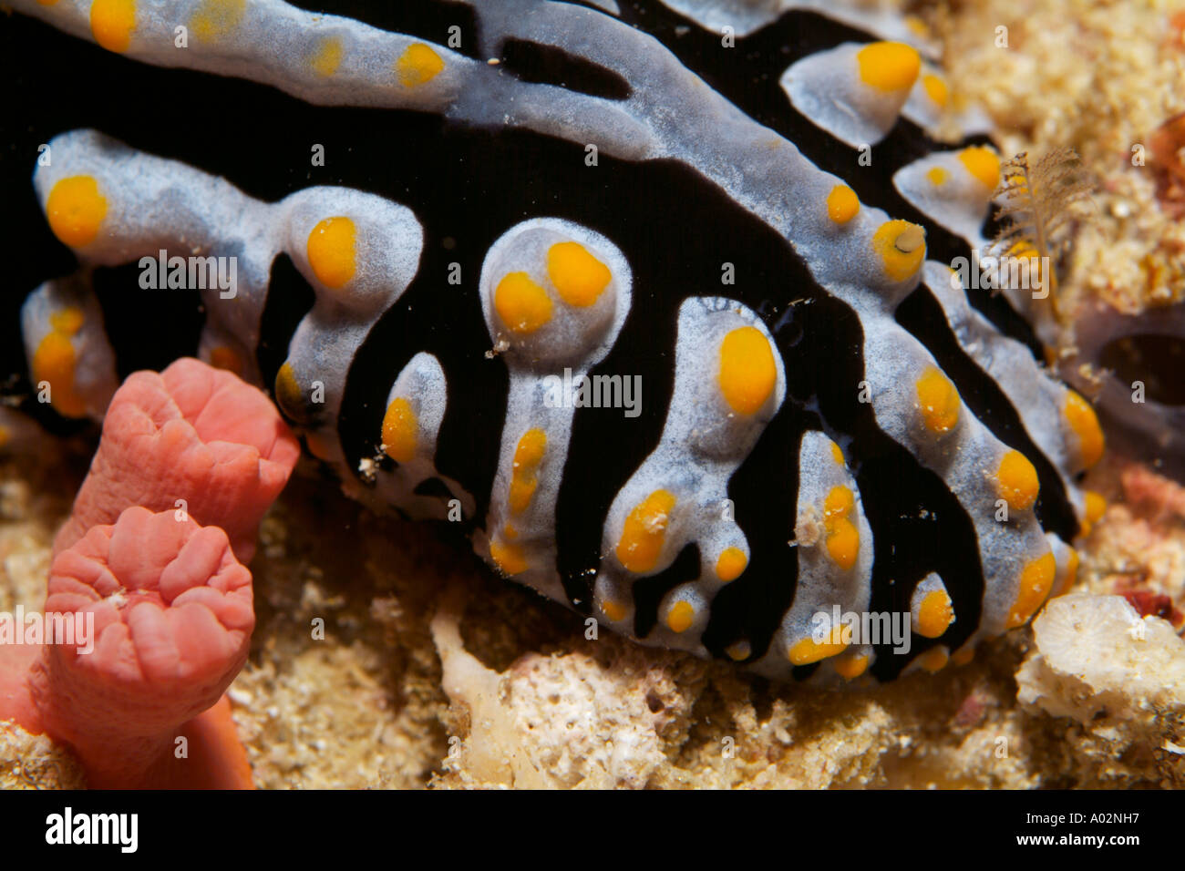 A Varicose Phyllidia Stock Photo - Alamy