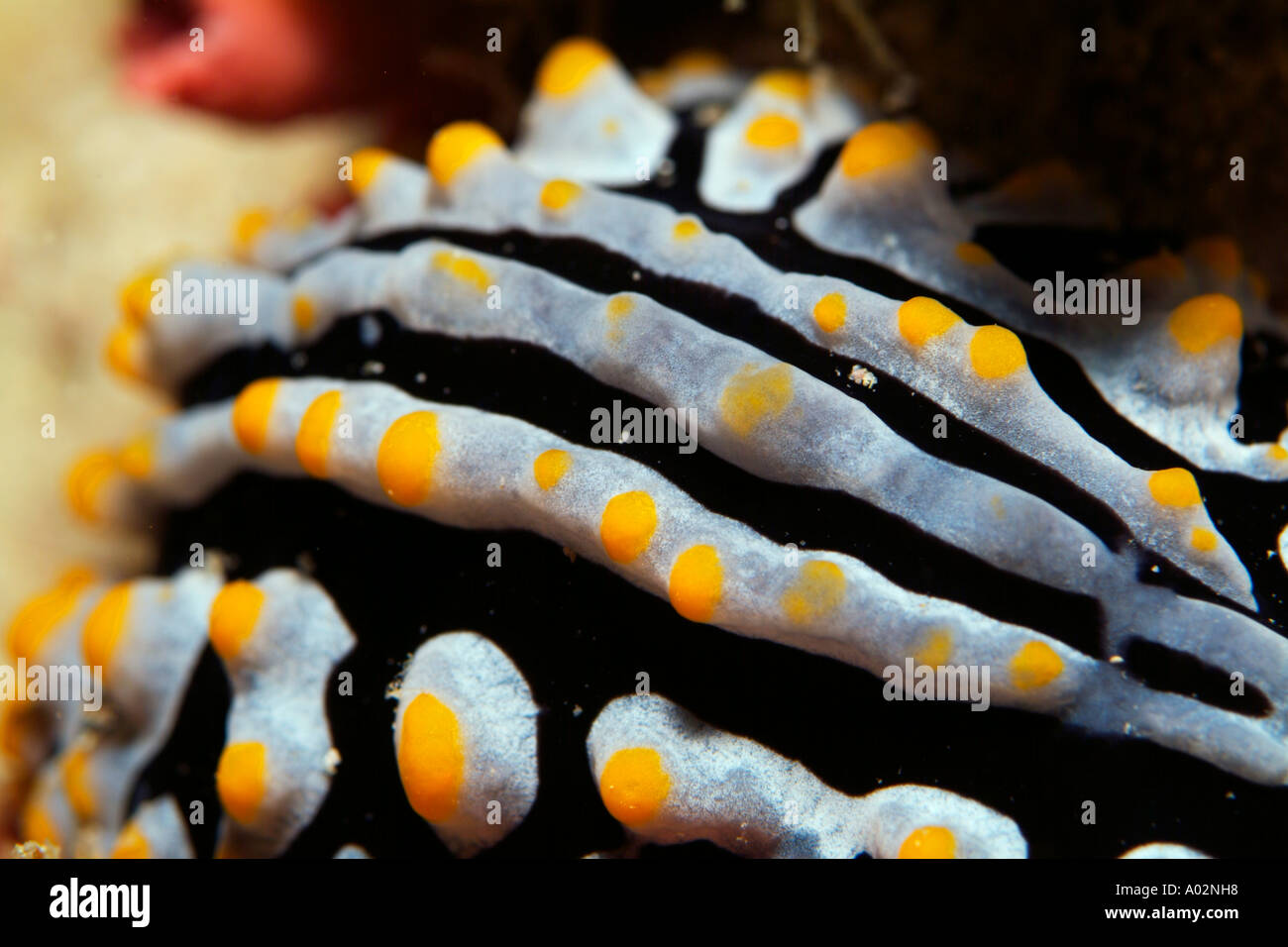 Maldives Ari Atoll Kudarah Thila A Varicose Phyllidia Stock Photo - Alamy