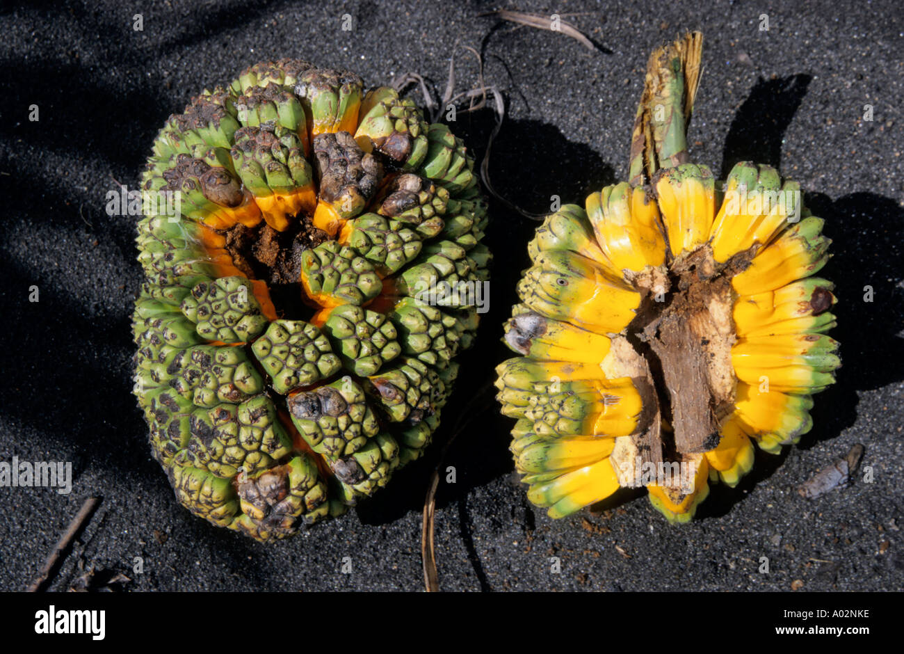 Pandanus fruit hi-res stock photography and images - Alamy