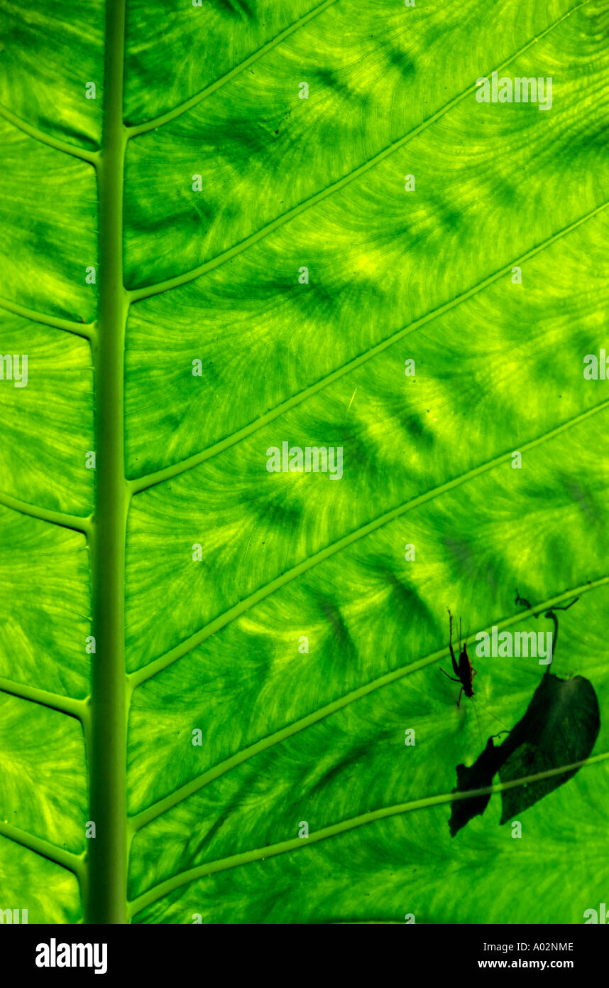 Vanuatu mele efate hi-res stock photography and images - Alamy