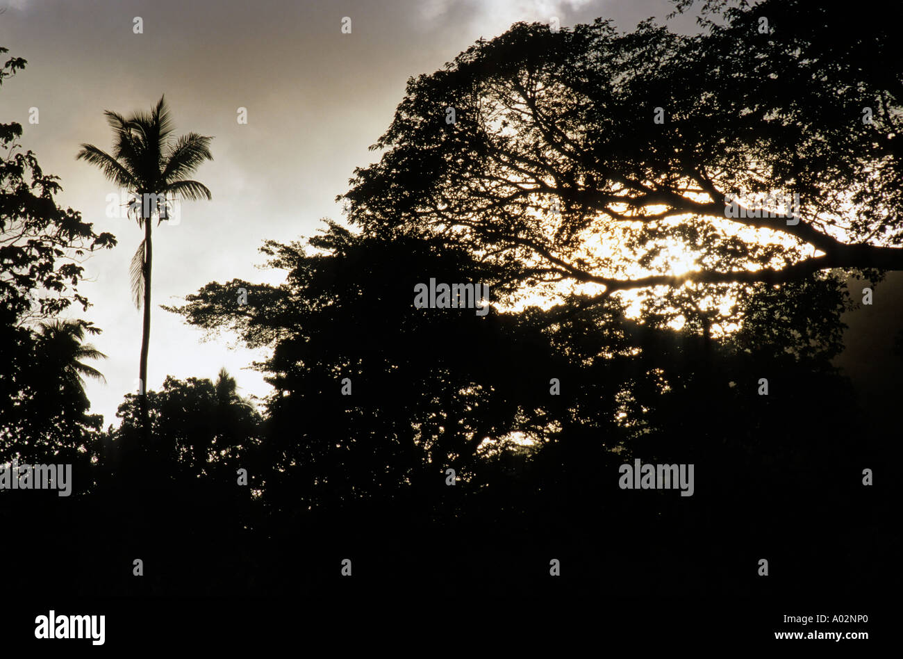 Silouhettes of Palm tree and Banyan trees at sunset, Tanna island ...
