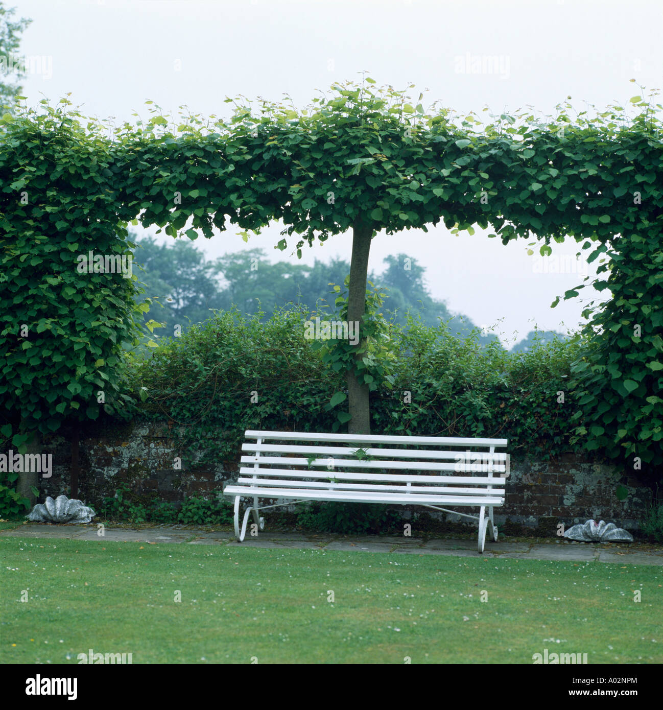 White garden bench beneath pleached lime trees Stock Photo - Alamy