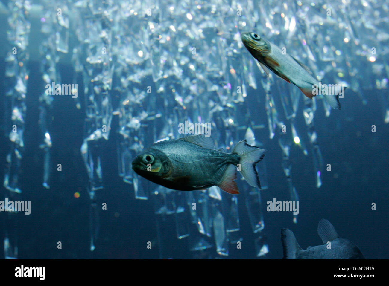 Crystal palace aquarium hi-res stock photography and images - Alamy