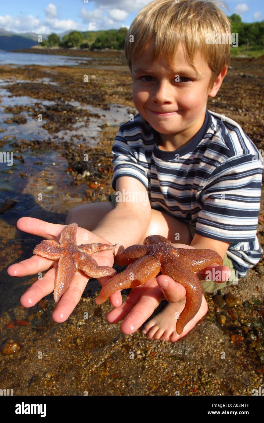 Young boy holding common starfish at Loch Sunart a sea loch in the ...