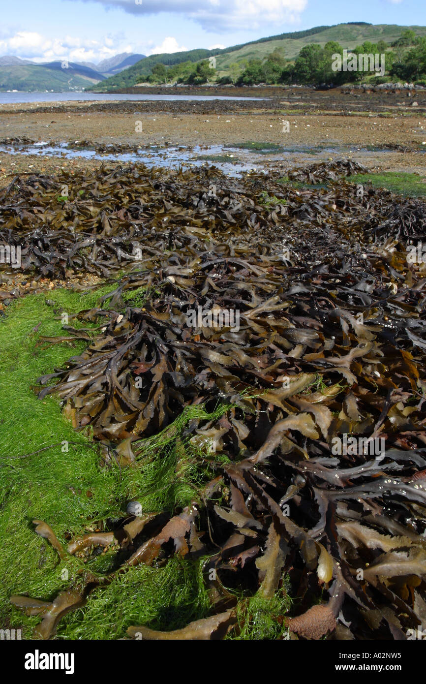 Loch Sunart shore near Strontian Scotland Stock Photo - Alamy
