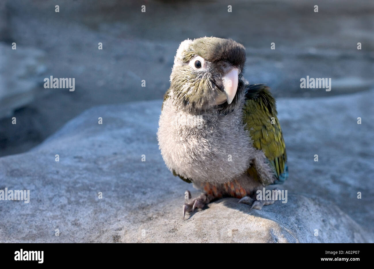 Burrowing Parrot Fife Weeks Old Nestling (Cyanoliseus patagonus ...