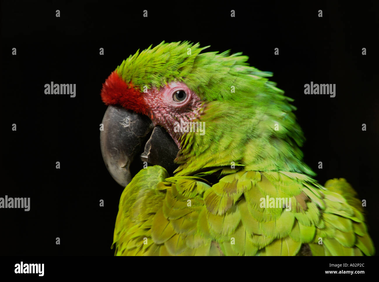 Buffon's Macaw (Ara militaris ambigua) looking over its shoulder ...
