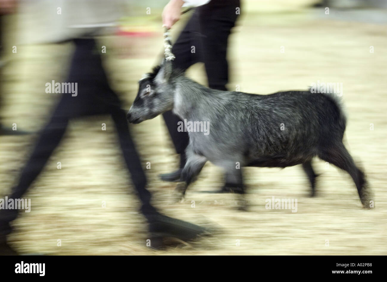 Show goat competition hi-res stock photography and images - Alamy