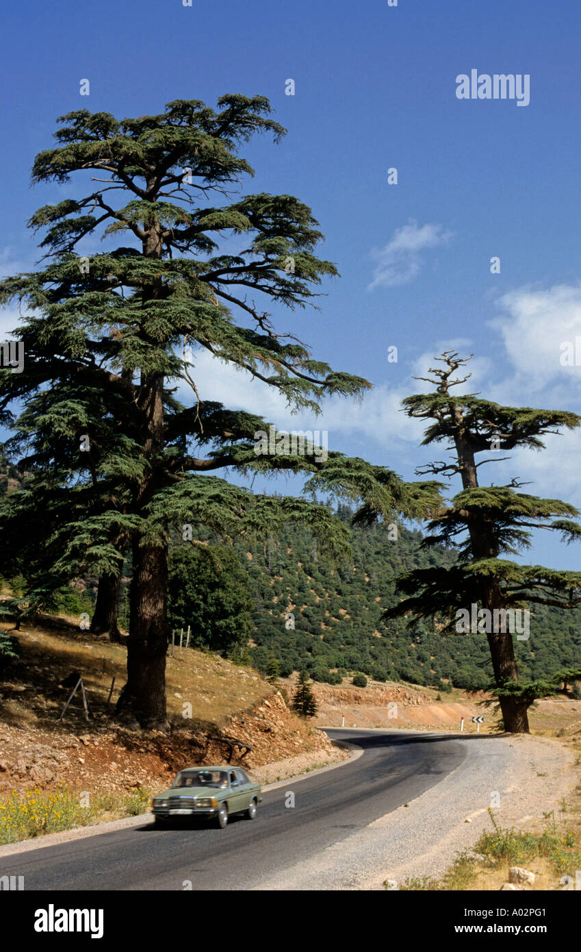Cedars mountain morocco hi-res stock photography and images - Alamy