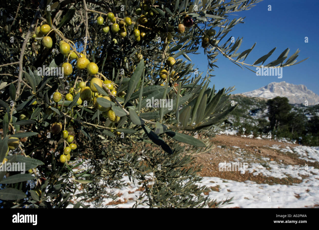Olive tree covered in snow hi-res stock photography and images - Alamy