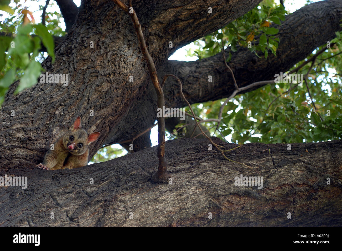Possum from the marsupial family Stock Photo - Alamy