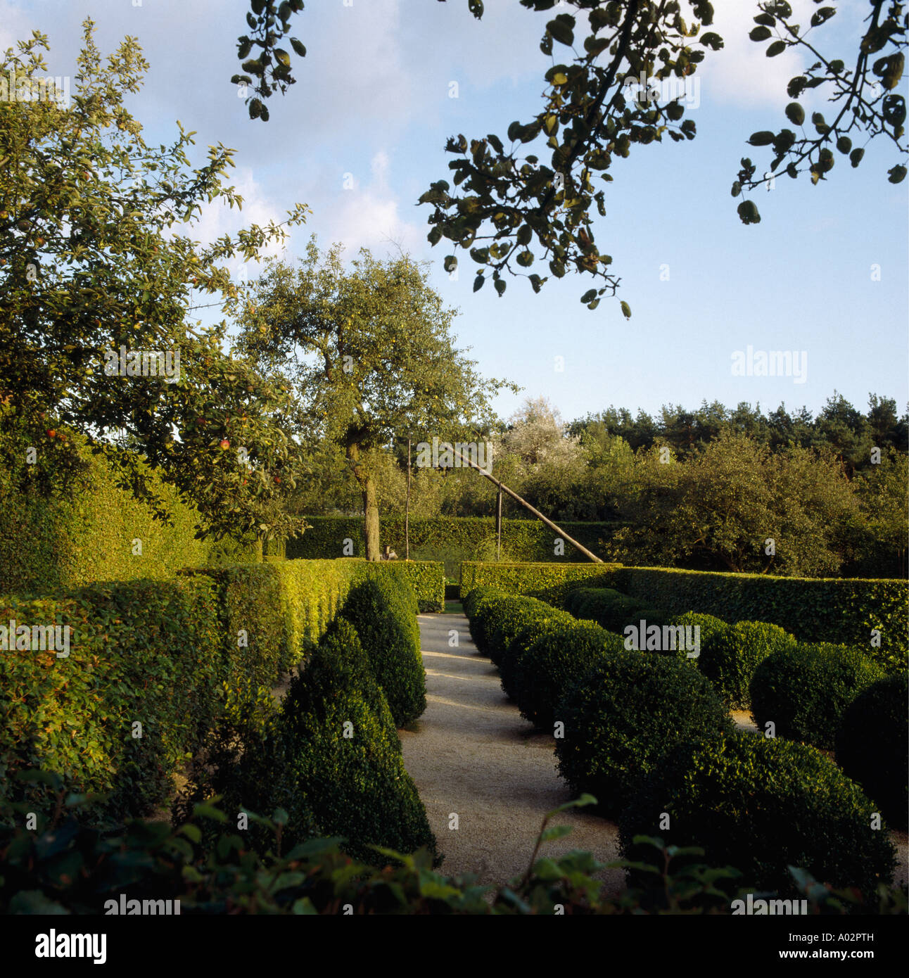 Gravel path between hedges and clipped topiary shrubs in large formal ...