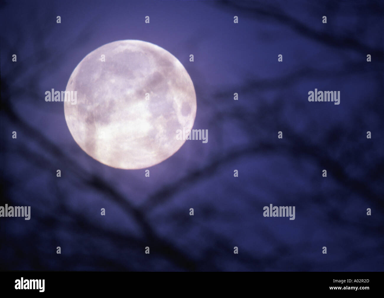 Scary tree limbs hi-res stock photography and images - Alamy