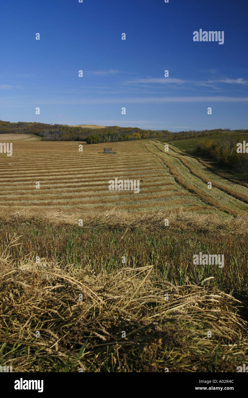 Swaths of canola hi-res stock photography and images - Alamy