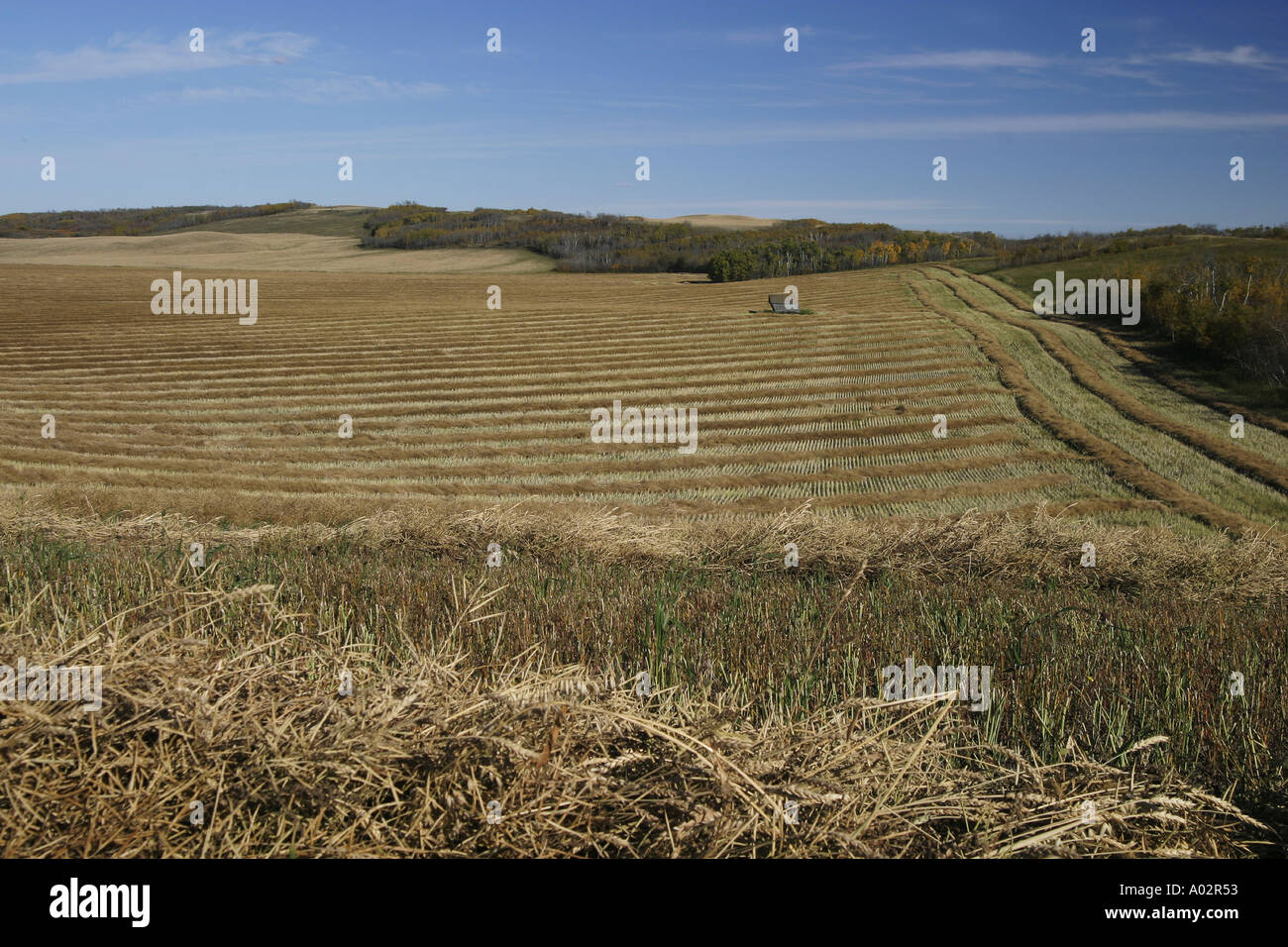 Canola swaths hi-res stock photography and images - Alamy