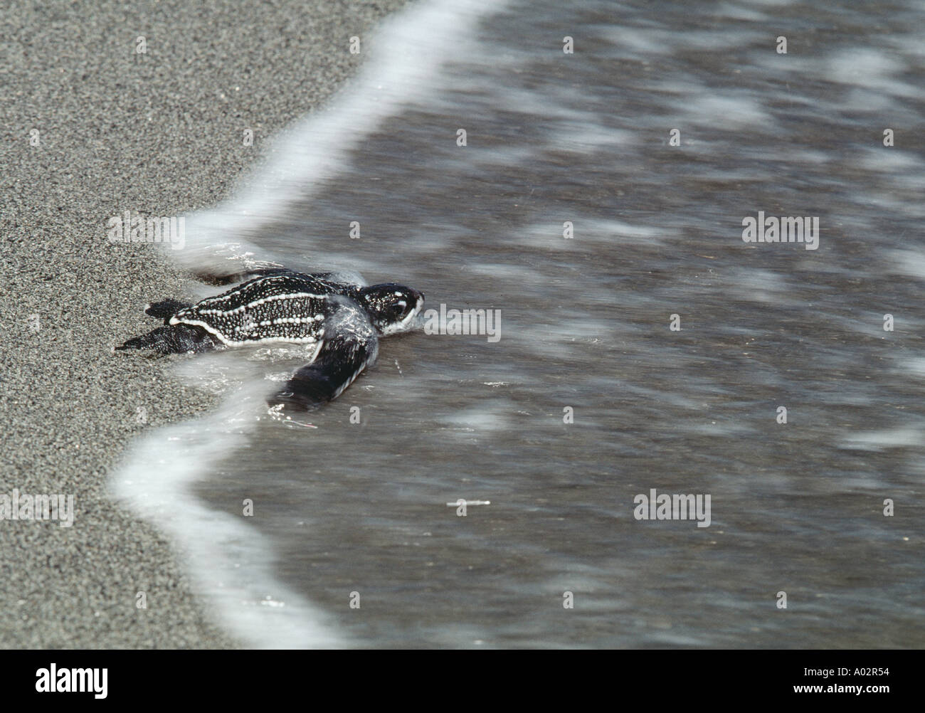 Sea turtles crossing hi-res stock photography and images - Alamy