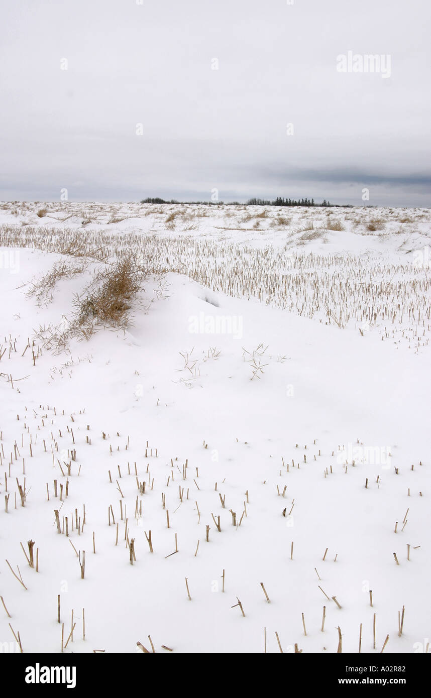 Snow covered Canola crop Stock Photo - Alamy
