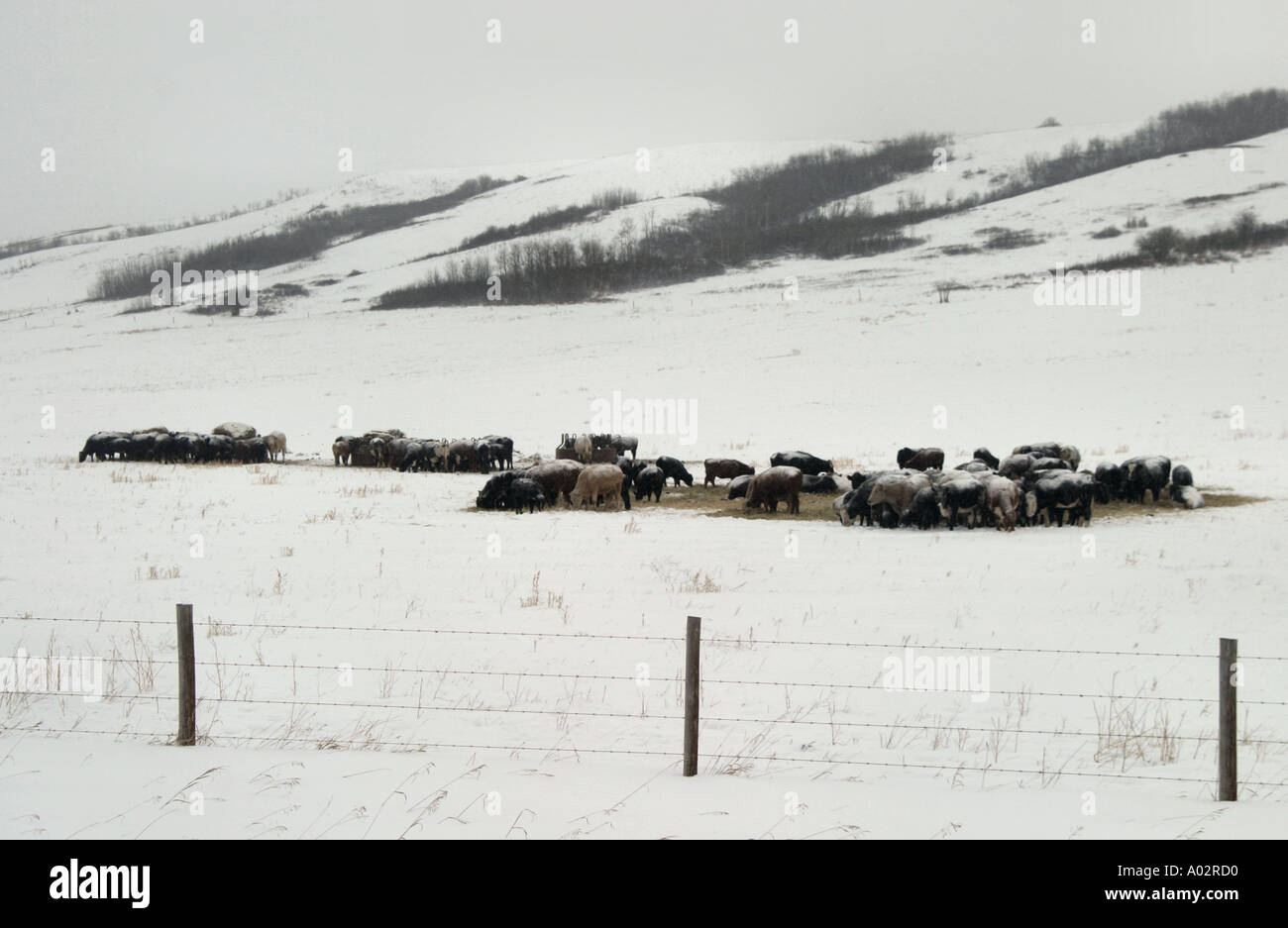 Cattle in Battle River Valley Stock Photo - Alamy