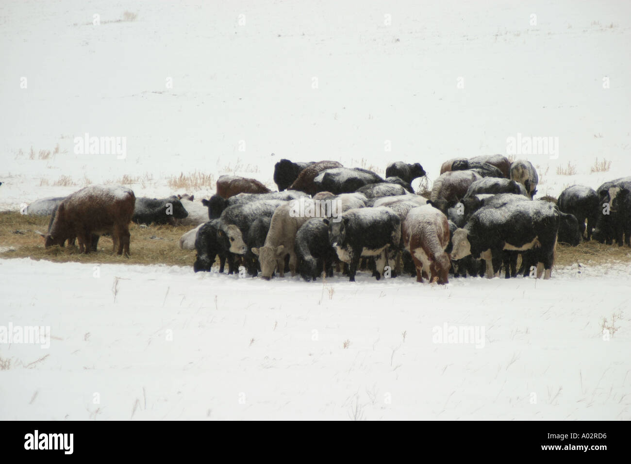Cattle in Battle River Valley Stock Photo - Alamy