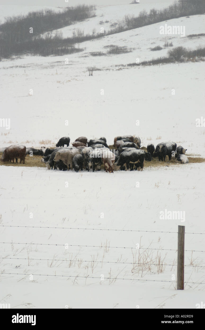 Cattle blizzard hi-res stock photography and images - Alamy