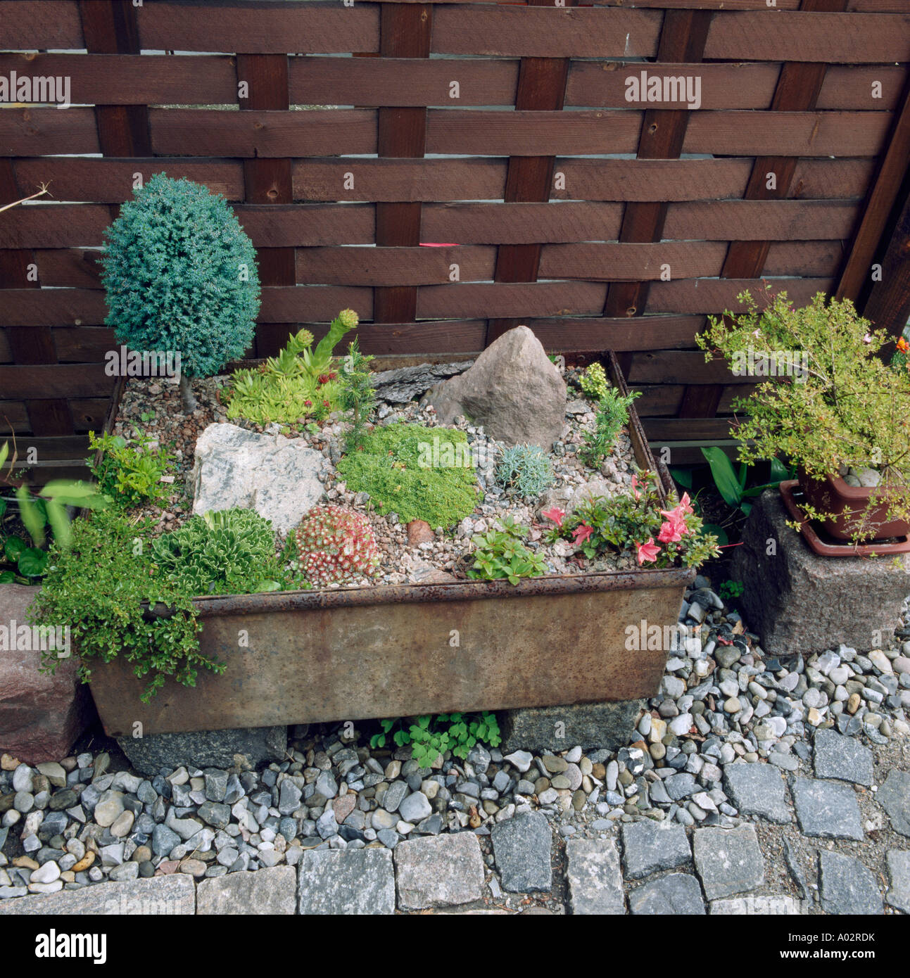 Close-up of rectangular metal trough planted with Alpine plants and ...