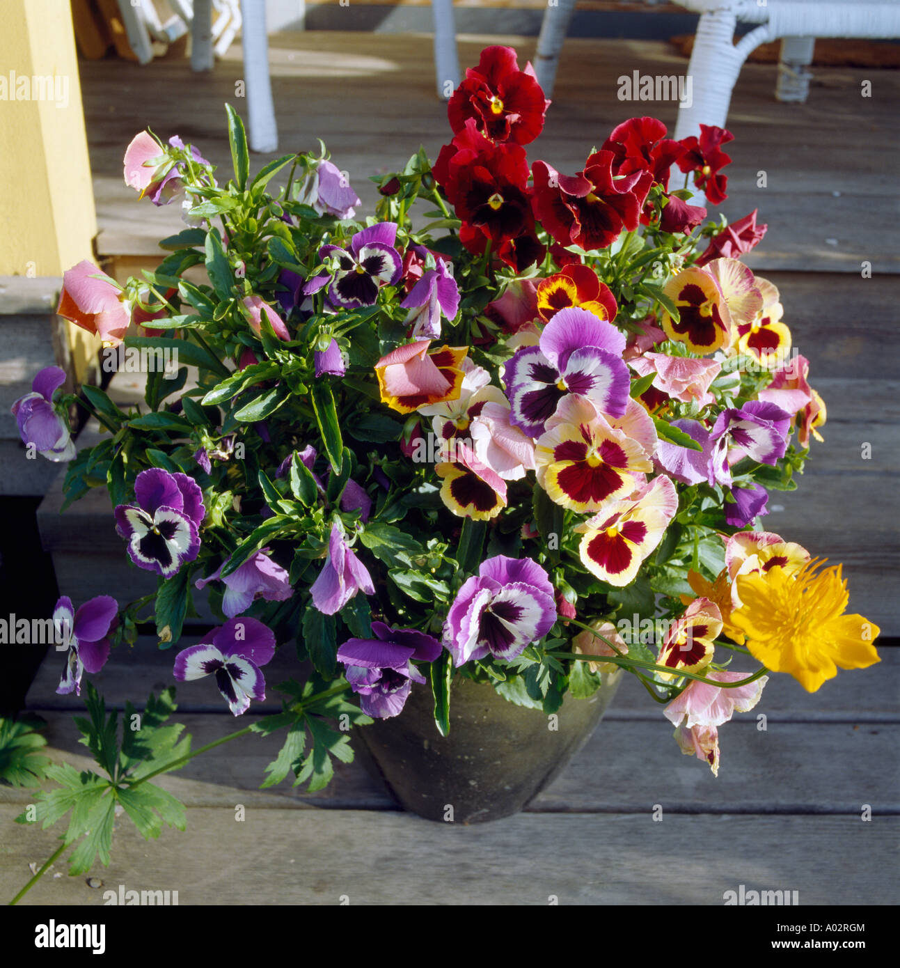 Violas in pots hi-res stock photography and images - Alamy